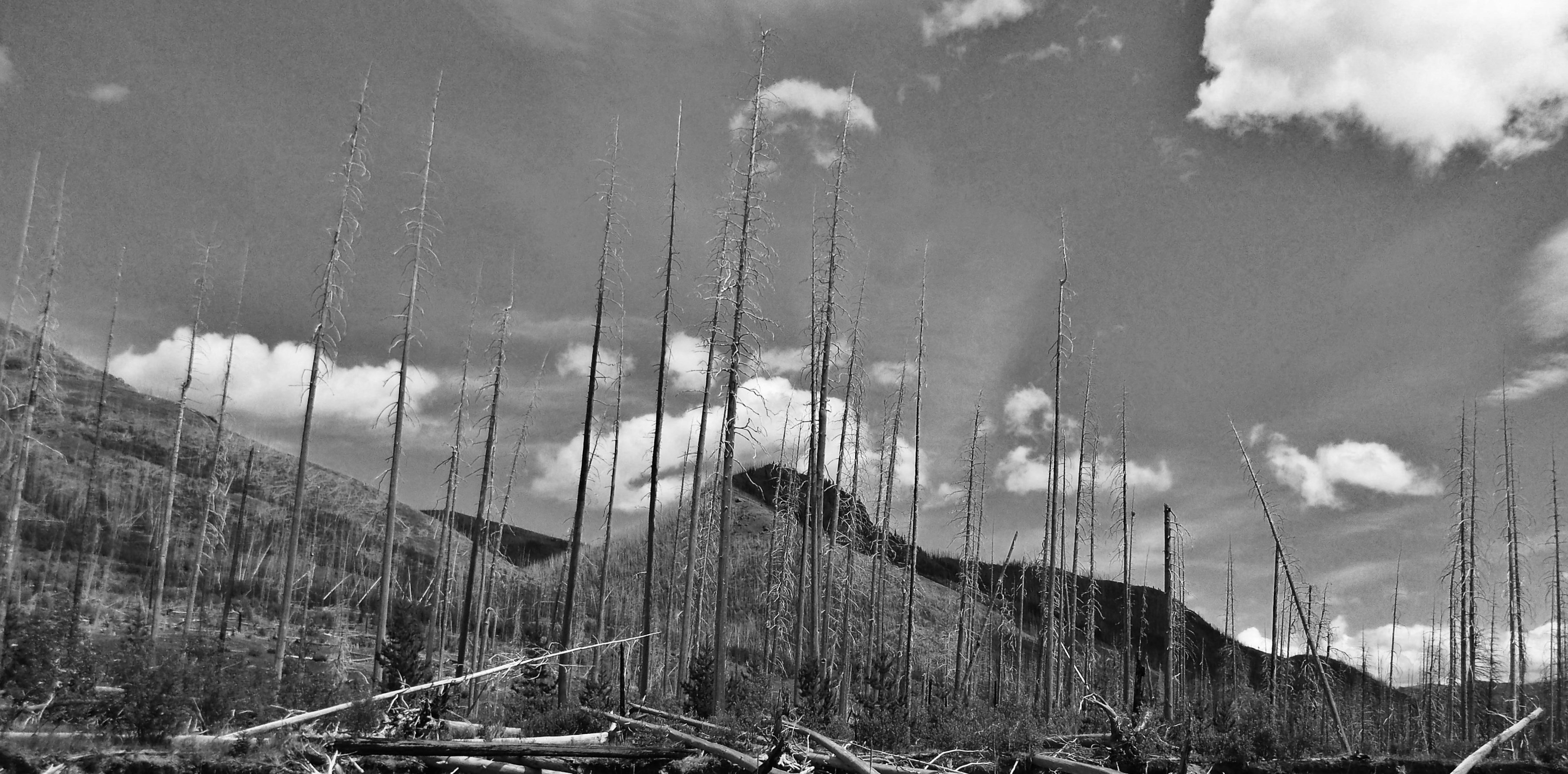 The Burn | trout on dries